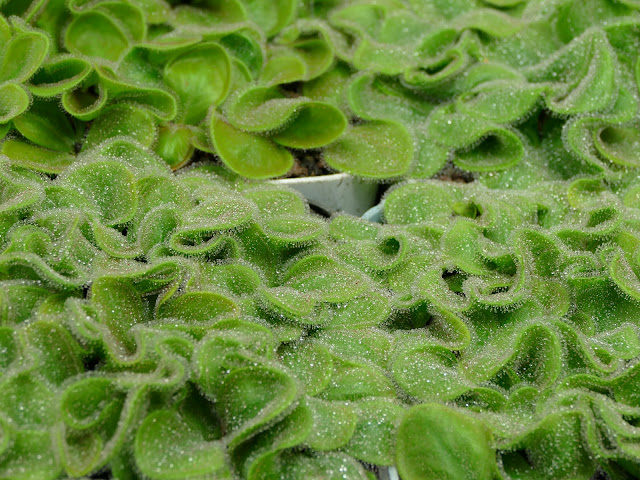 Drosera magna photos