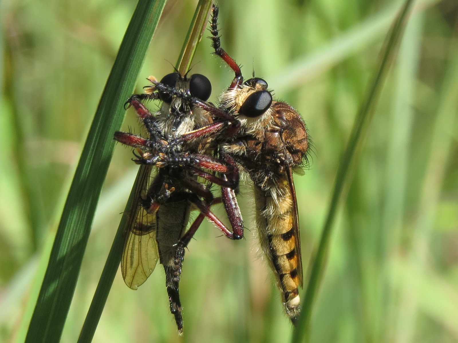 Blue Jay Barrens: Robber Flies