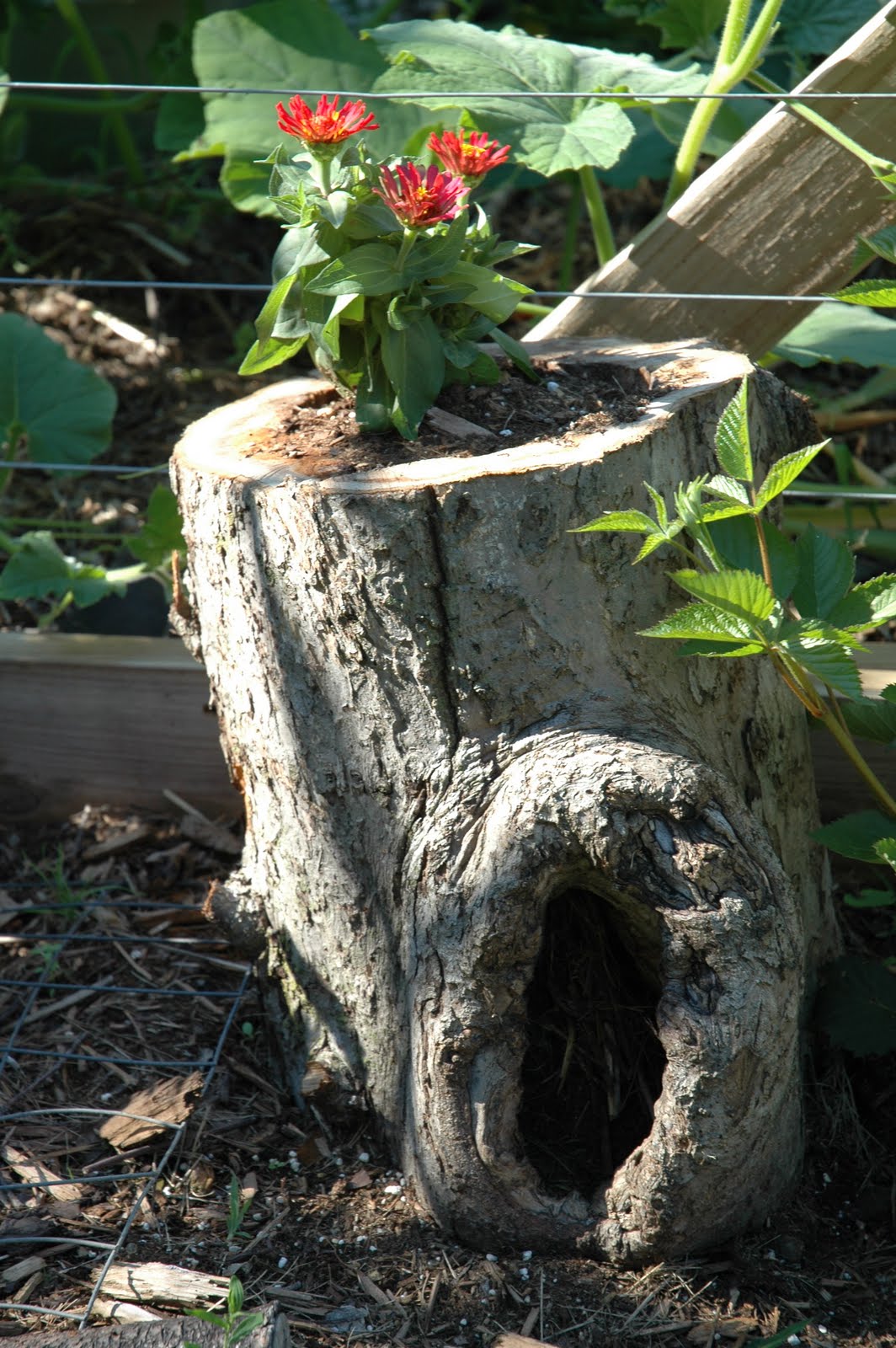 shorties funny farm: ::hollow tree planters::