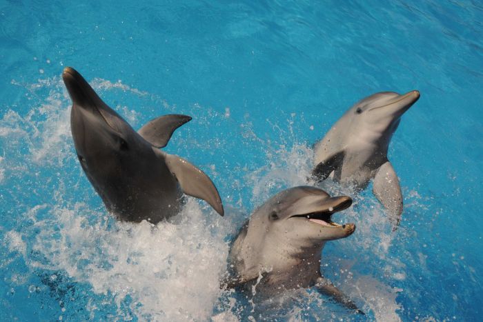 ANIMALS TIME : Dolphins time (hora de los delfines) Gallery 6