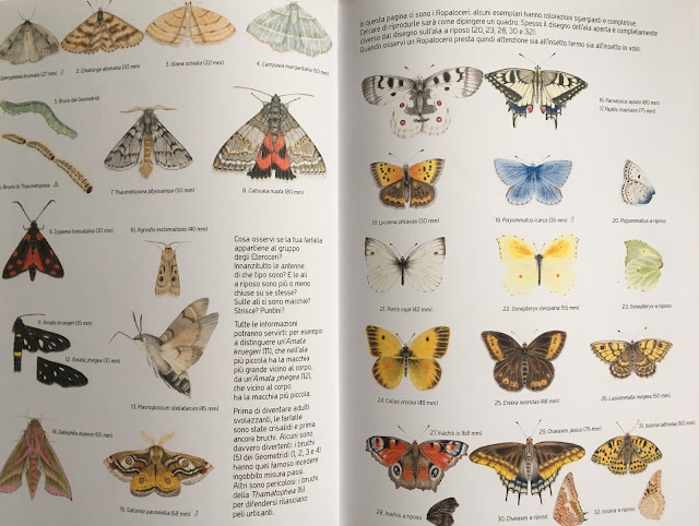 Book on drawing insects