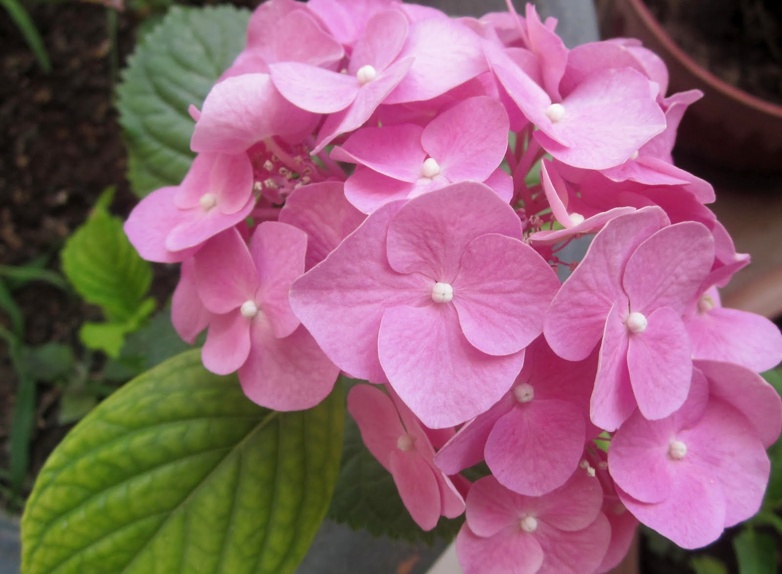 ORTANCA ÇİÇEĞİ (Hydrangea)