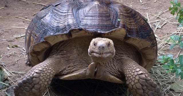 Mythology and Folklore UN-Textbook: Story of the Day: How the Tortoise ...