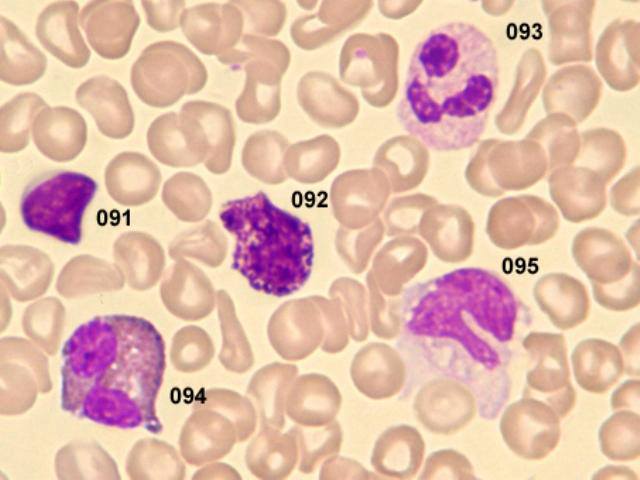 VETERINARY HEMATOLOGY DEXTERVET: 091 lymphocyte 092 basophil 093 ...