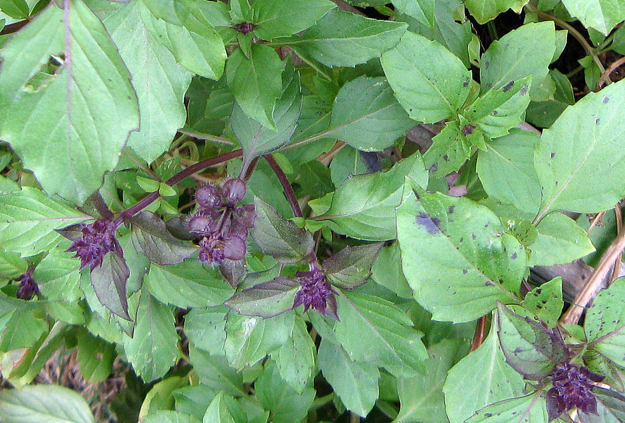 Acting My (Vint)Age: A Real Live Garden