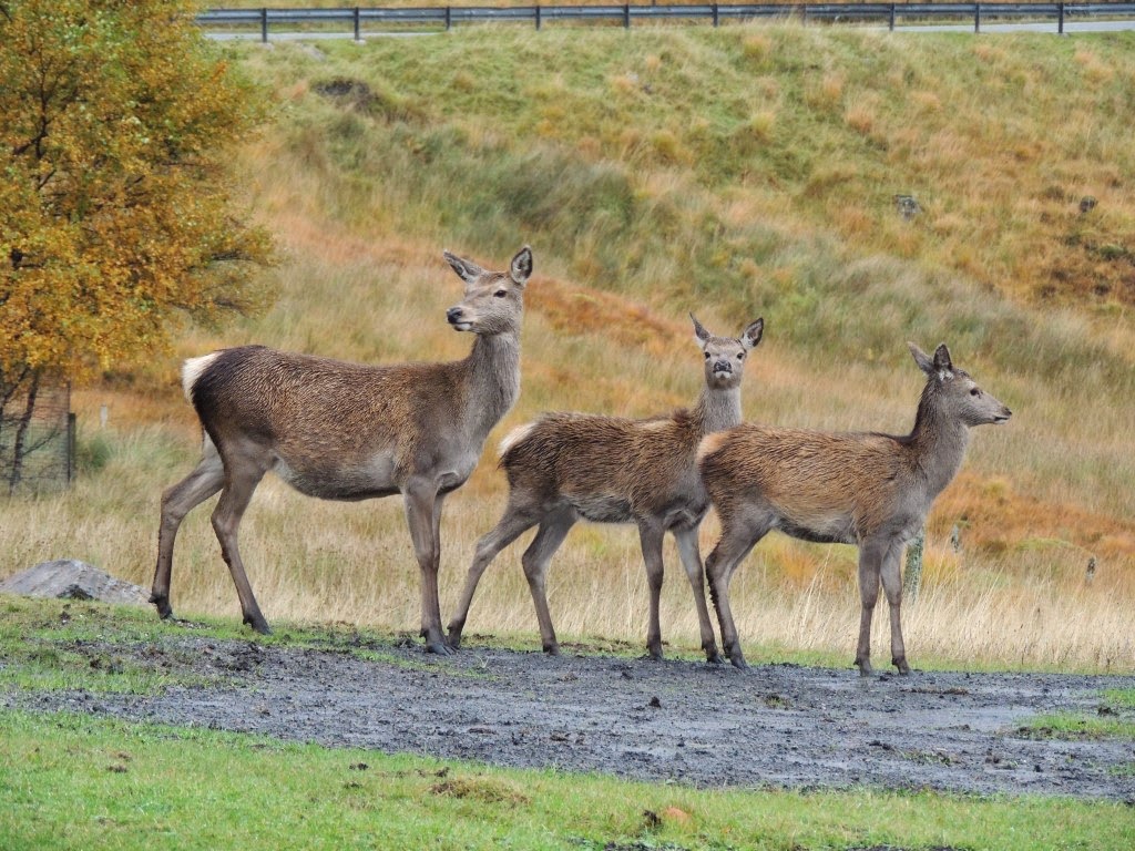 Our Grand UK Tour: Day 27 - Inverness, Loch Ness and to Skye