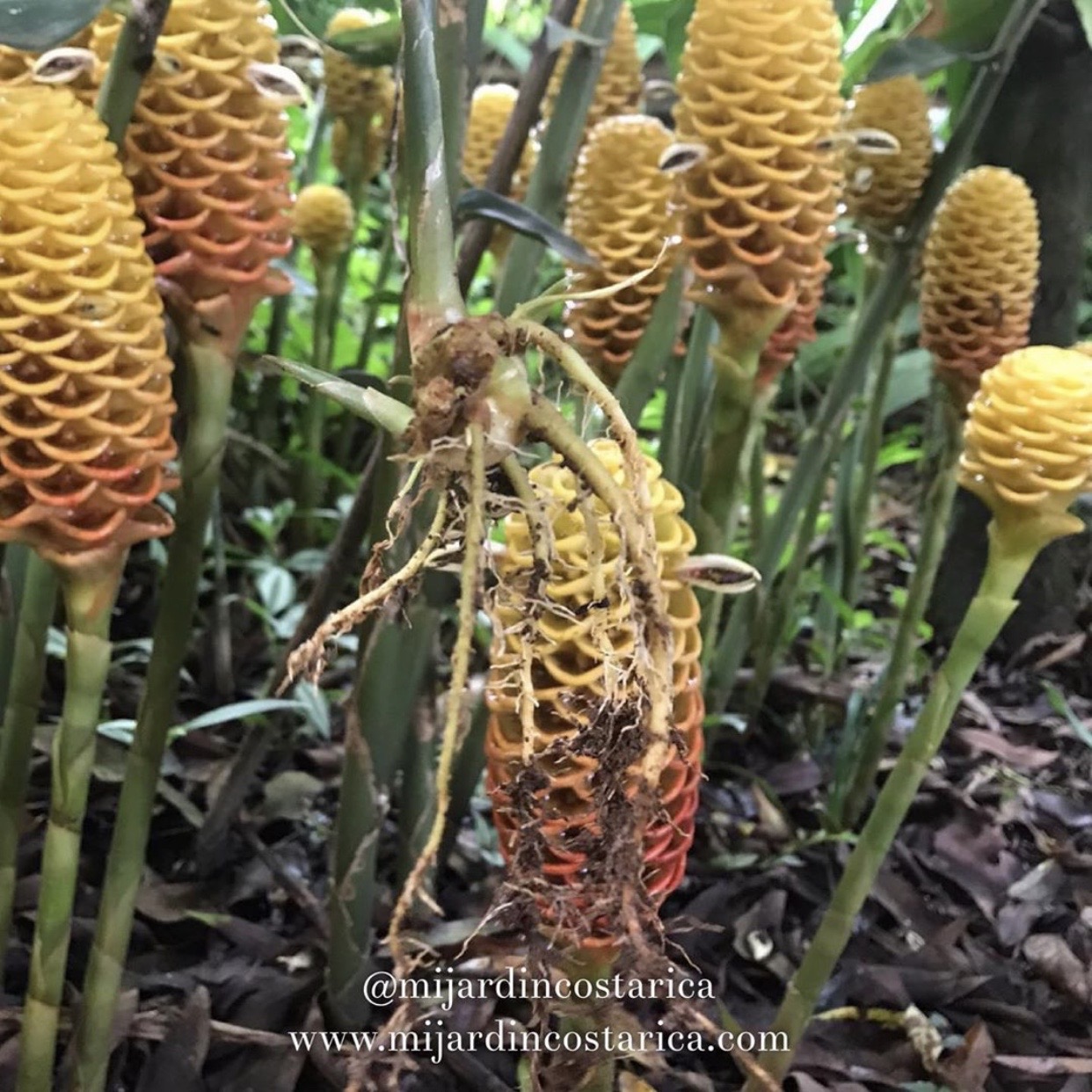 Jengibre de Colmena o Flor de Maraca (Zingiber Spectabile) - "Mi Jardín ...