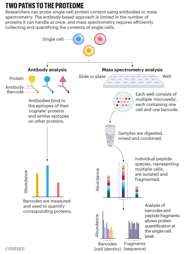 Science And Sciencibility: Single-cell proteomics takes centre stage