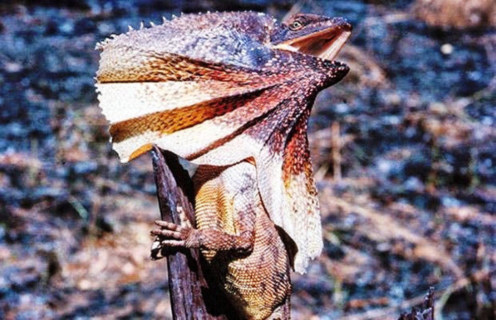 ΚΡΟΣΣΩΤΗ ΣΑΥΡΑ (FRILLED LIZARD) photos - wallpapers (ανανεωμένο) | the ...