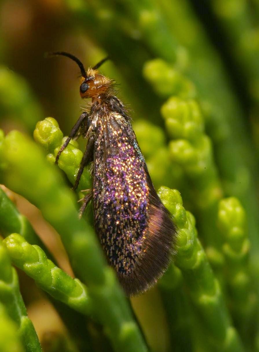 Species New to Science: [Entomology • 2015] Aenigmatinea glatzella ...