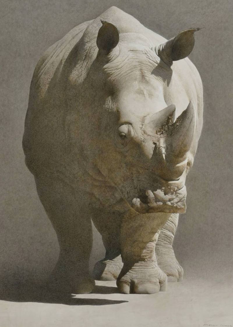 El Hurgador [Arte en la Red]: Rinocerontes / Rhinos (CIV)