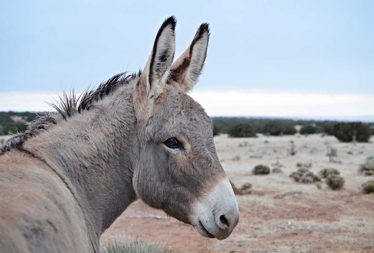 The 7MSN Ranch: Sights and sounds from a frosty morning
