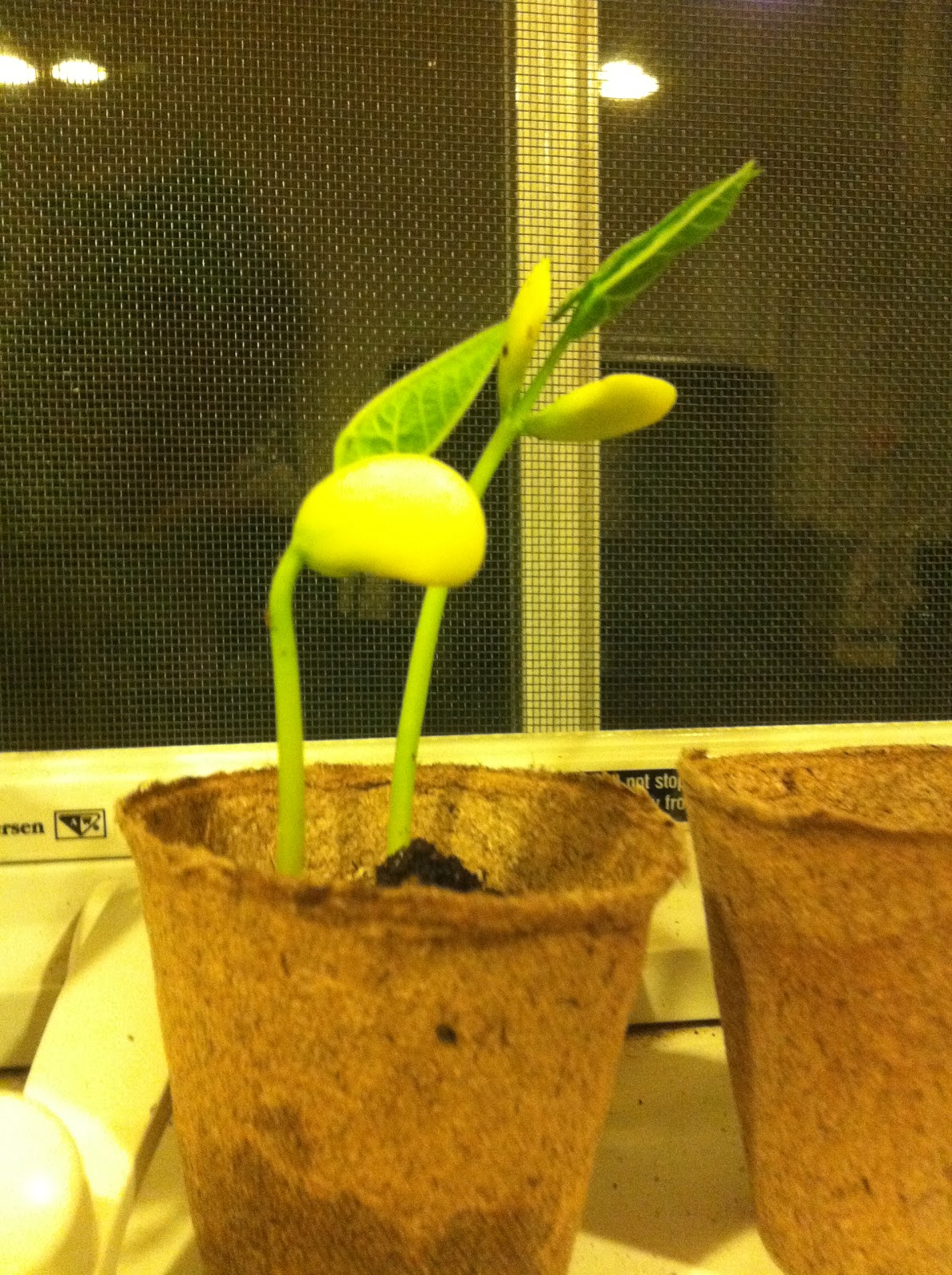 Sea Cliff School Nutrition Committee: And the Vegetables Begin to Grow