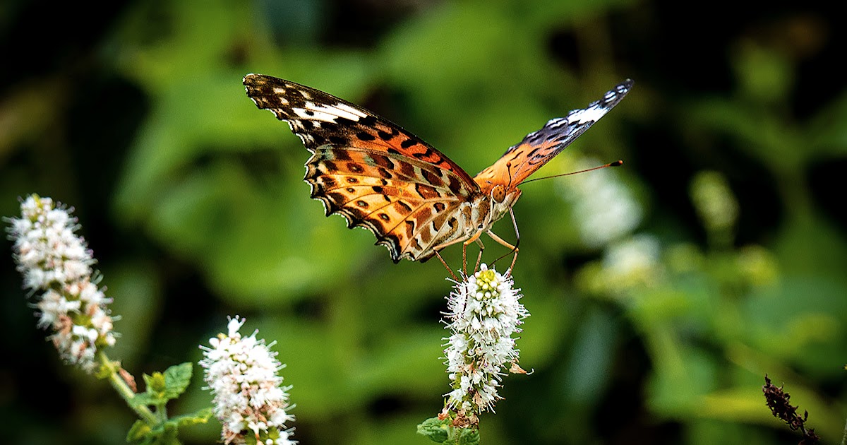 FROM THE GARDEN OF ZEN: Tsumaguro-Hyoumon (Argyreus hyperbius ...