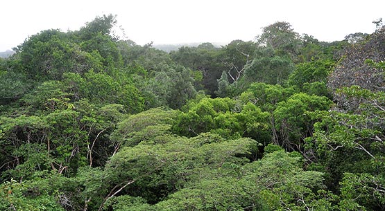 FORESTRY - LEARNING: SPECIES DIVERSITY | Tropical Rain Forests Are More ...