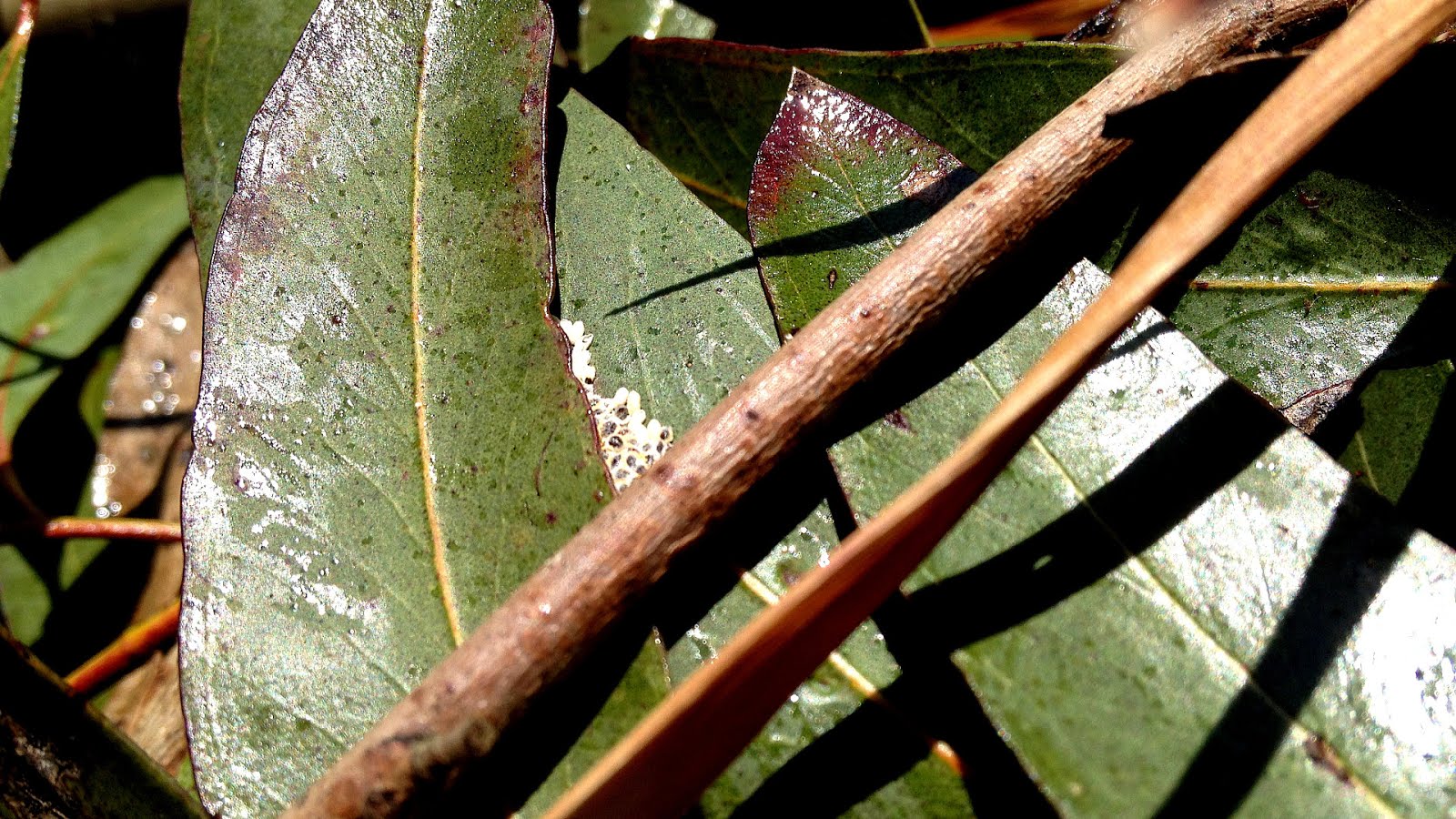 Why Do Gum Trees Drop Leaves at Kenneth Sensabaugh blog