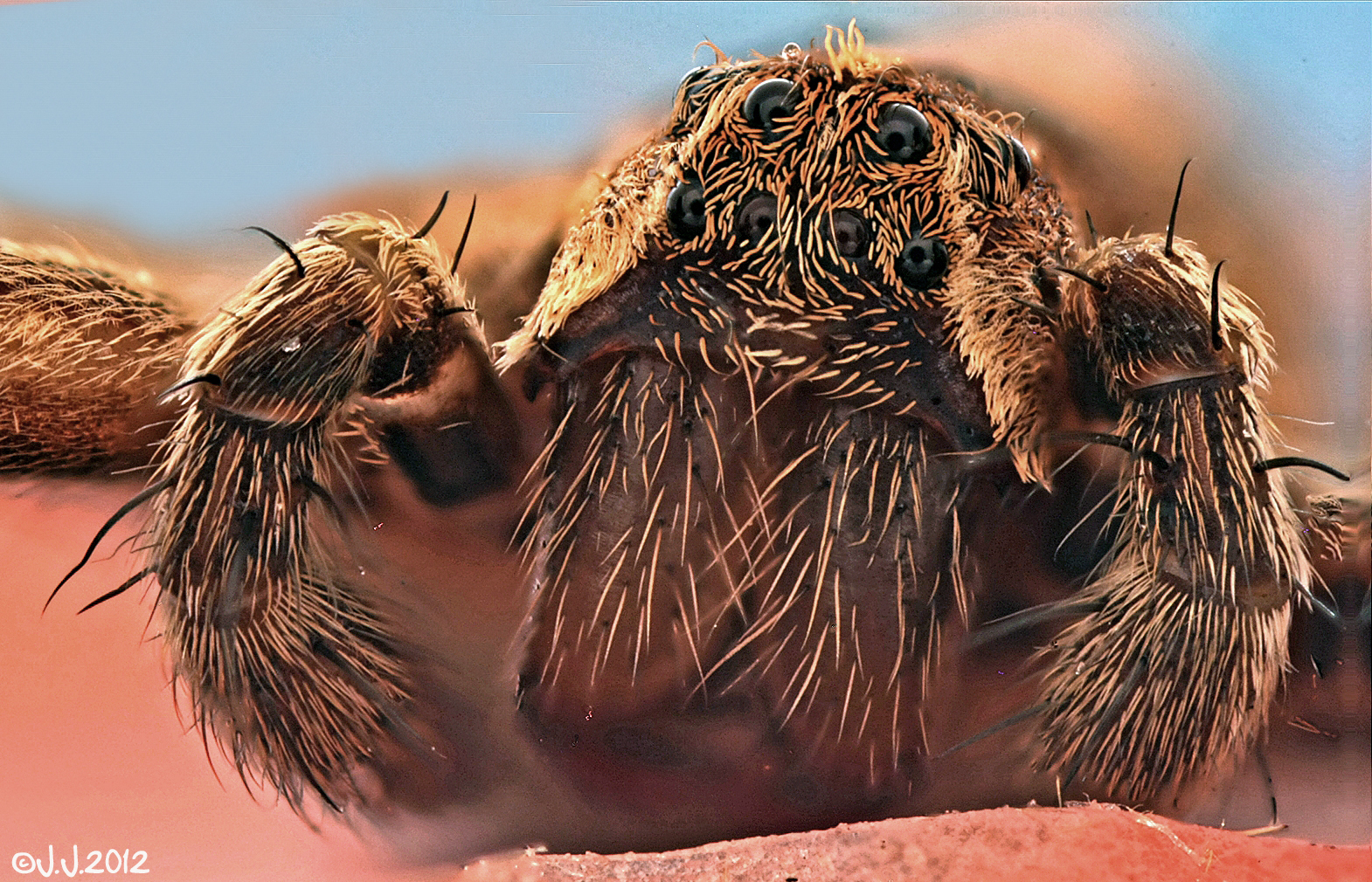 JJ's Photographic nature blog: The return of the big, bad spider.....