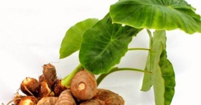 Sekilas Mengenal Klasifikasi dan Morfologi Tanaman Talas/keladi ...