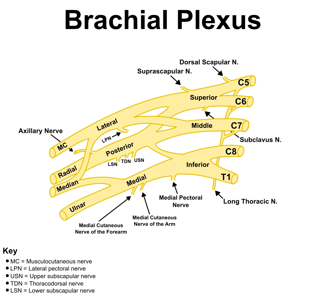 Brachial Plexus Made Easy And Simple