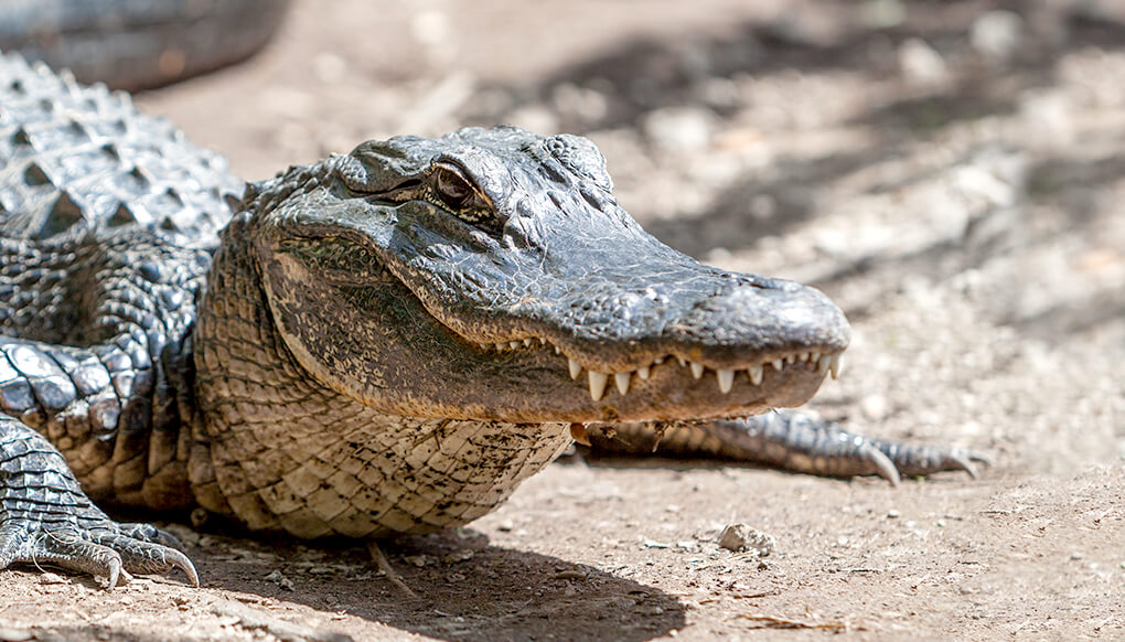 American Alligator , The Alligator You will love