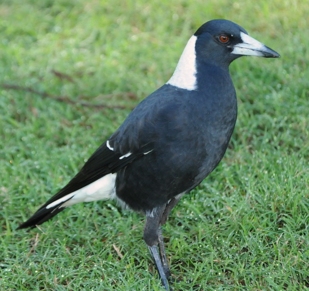 A Wandering Naturalist: Australia - Brisbane Birdlife
