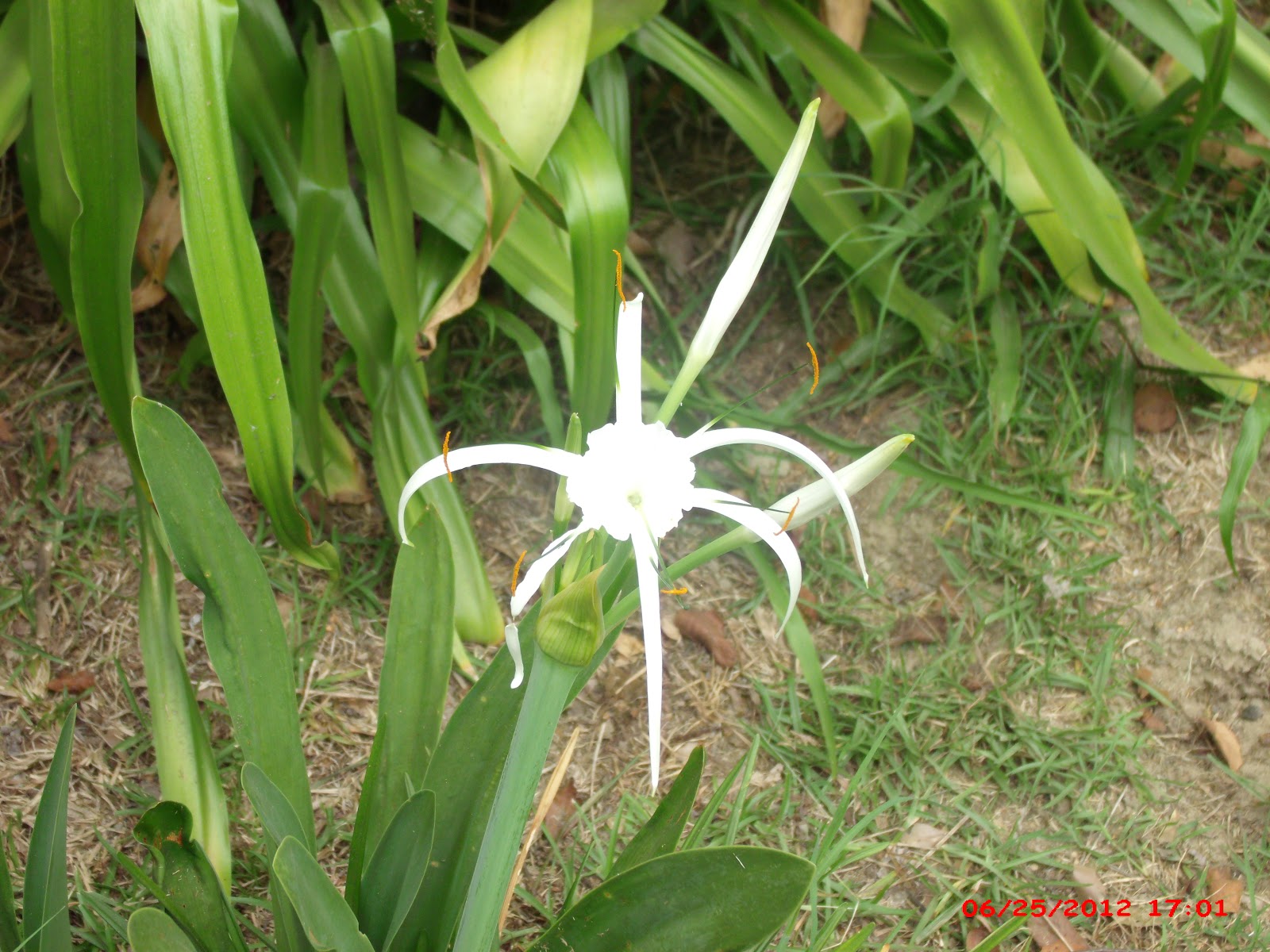 Swamp Lily