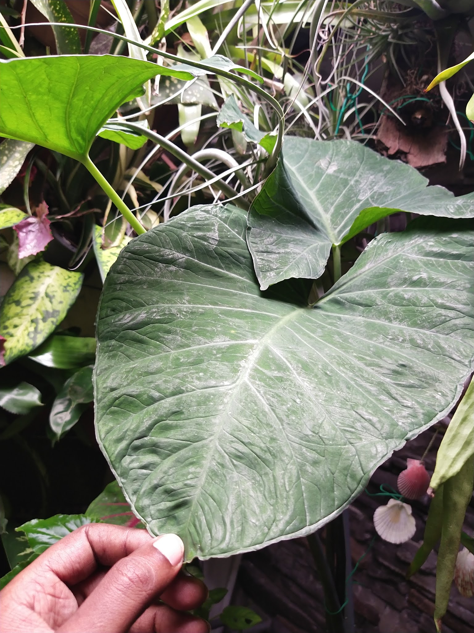 Garden Chronicles of James David: Blue Taro - Xanthosoma violaceum