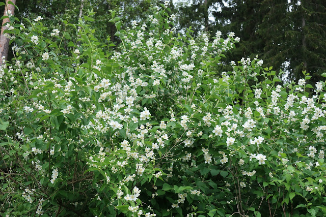 Puutarhan Lumo: Heinäkuun alun kukintaa
