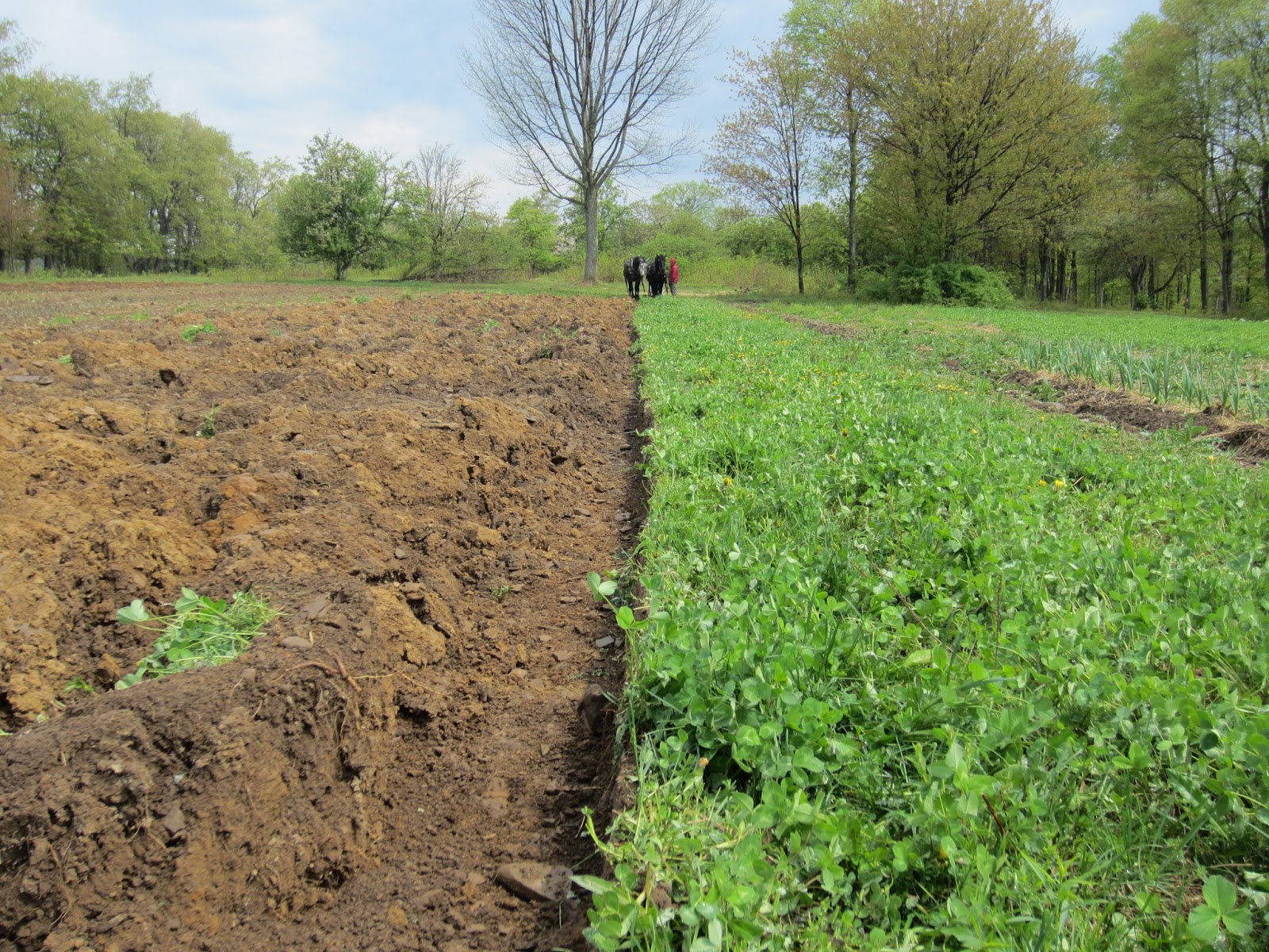 Two Spruce Farm: the end of plowing + 5 abreast + pasture clipping