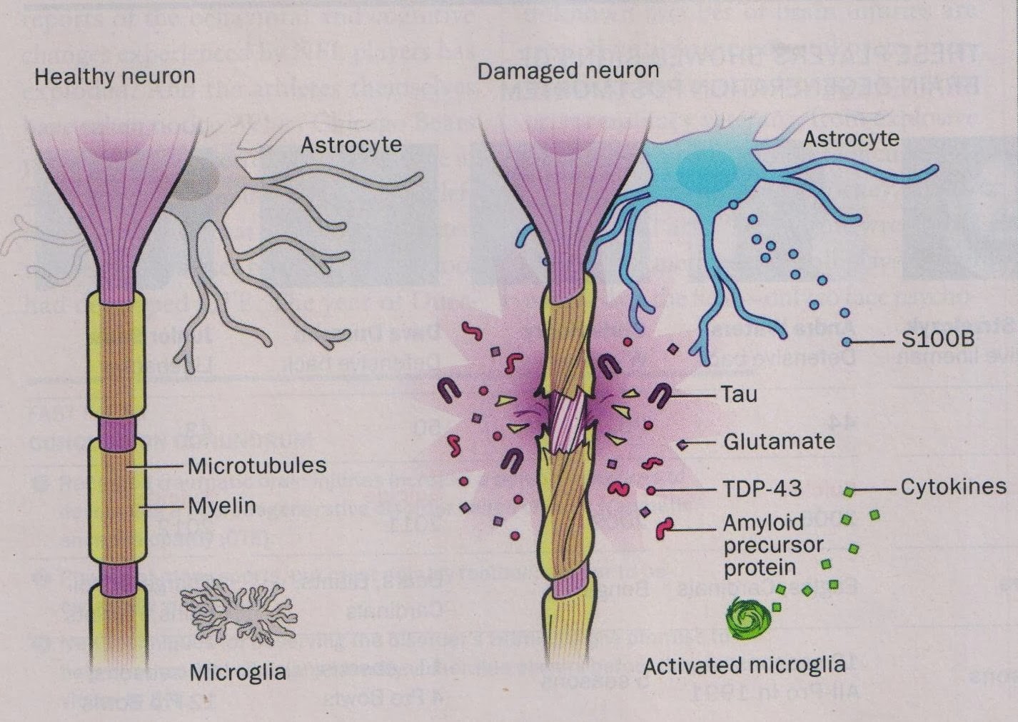 SRINU KRIYA - REBOOTING THE BRAIN: srinu-kriya-glymphatic-system ...