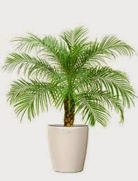 Pashudhan and Animal Science : Palm tree – Symbol of victory, peace and ...