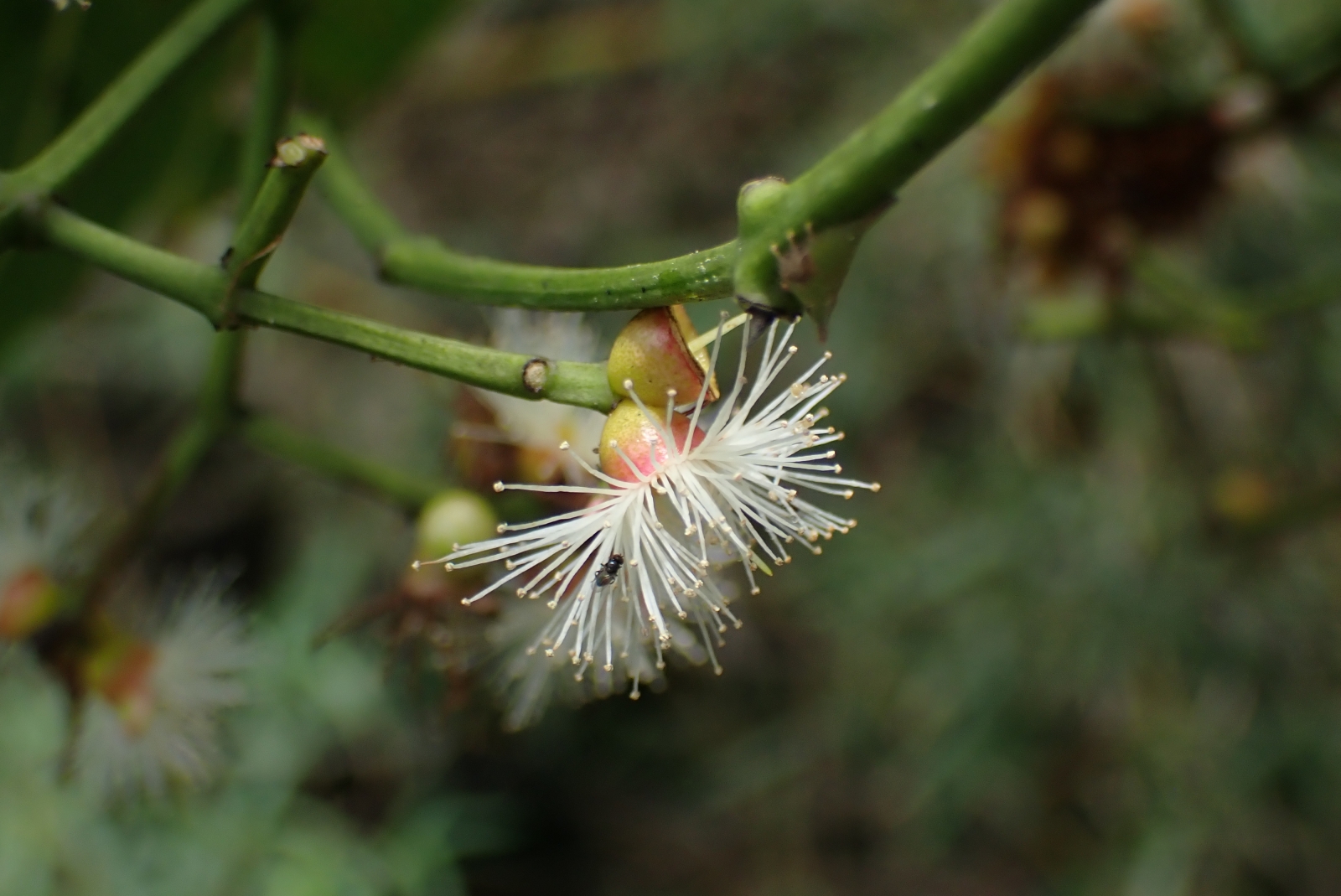 Cleistocalyx operculatus (Roxb.) Merr. et Perry 水翁