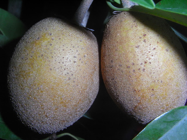 Singapore Plants Lover: Chikoo Tree