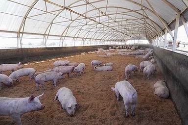 pig farming equipment: Pig Farming Style