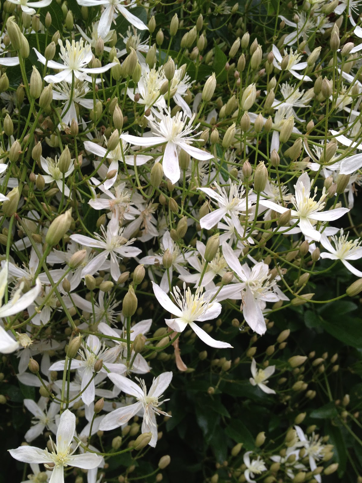 Halcyon Days: Sweet Autumn Clematis