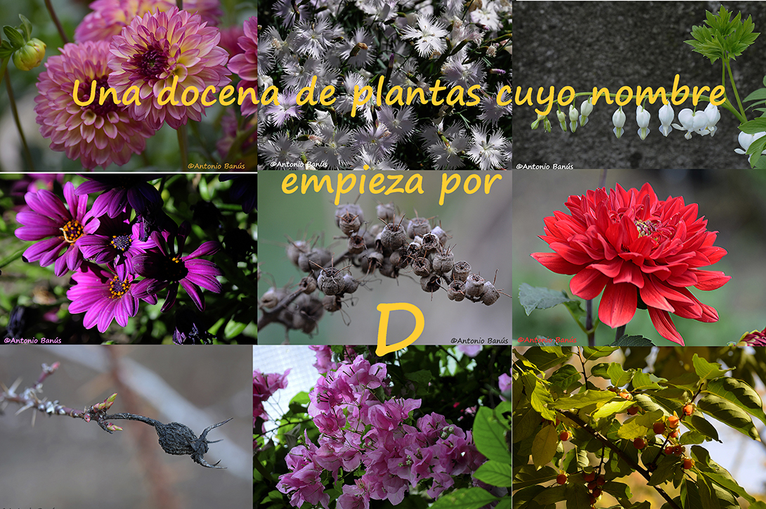 APRENDIENDO CON LA VISTA: Una docena de plantas que empiezan por D