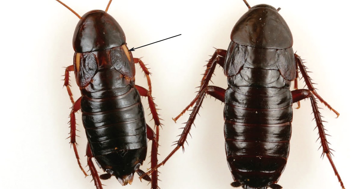 Insects in the City: Getting to know the Turkestan cockroach