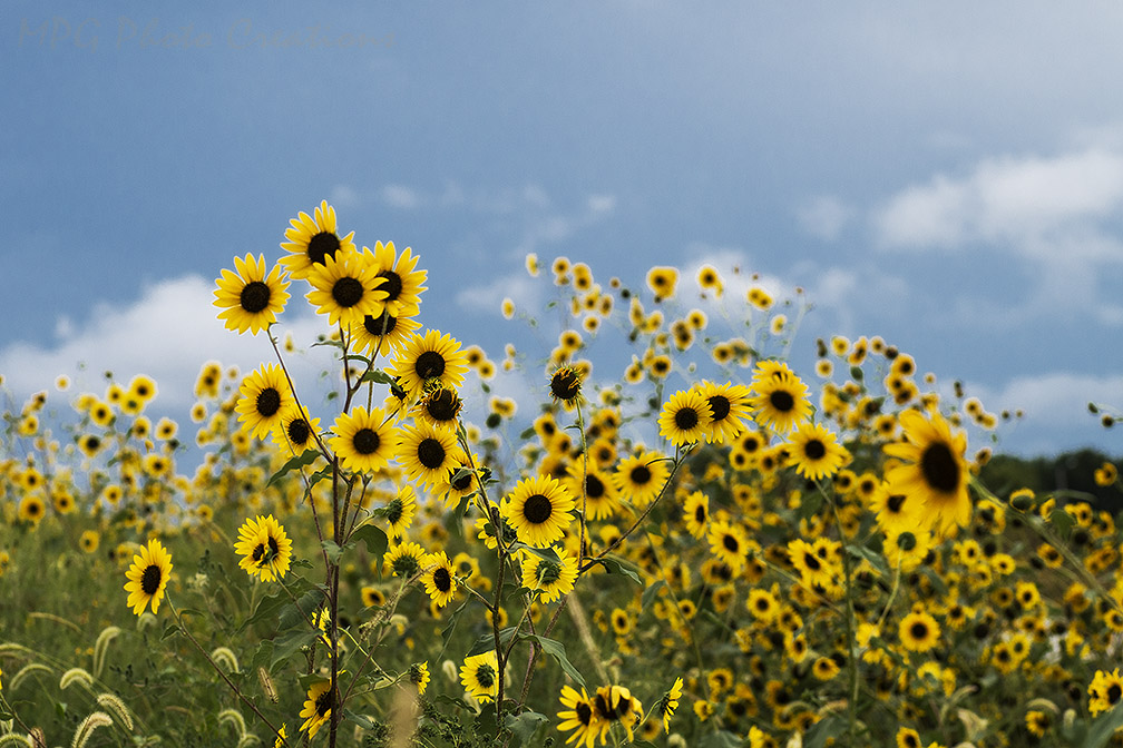 MPG Photo Creations: Kansas Wildflowers Yellow *New*