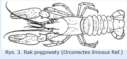 Wszystko, co chcieliście wiedzieć o rakach, ale baliście się zapytać :)