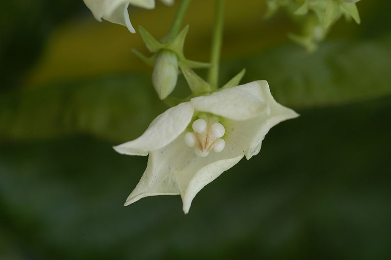 JENIS-JENIS BUNGA: Harumnya Bunga Kesidang!