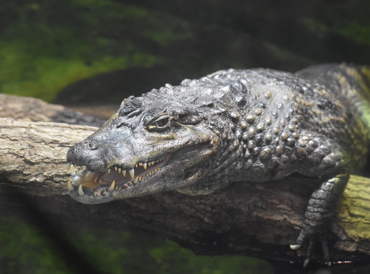ZOOTOGRAFIANDO (6.100 ANIMALS): CAIMÁN DE ANTEOJOS / SPECTACLED CAIMAN ...
