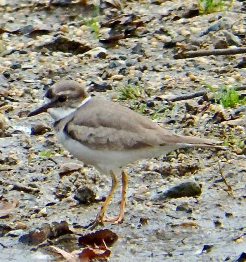 Long-billed plover images | Birds of India | Bird World