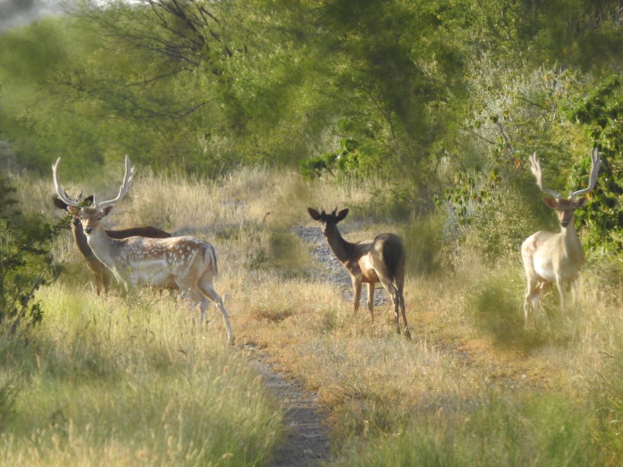 Cazador Mexicano: Fauna del rancho la Ciénega