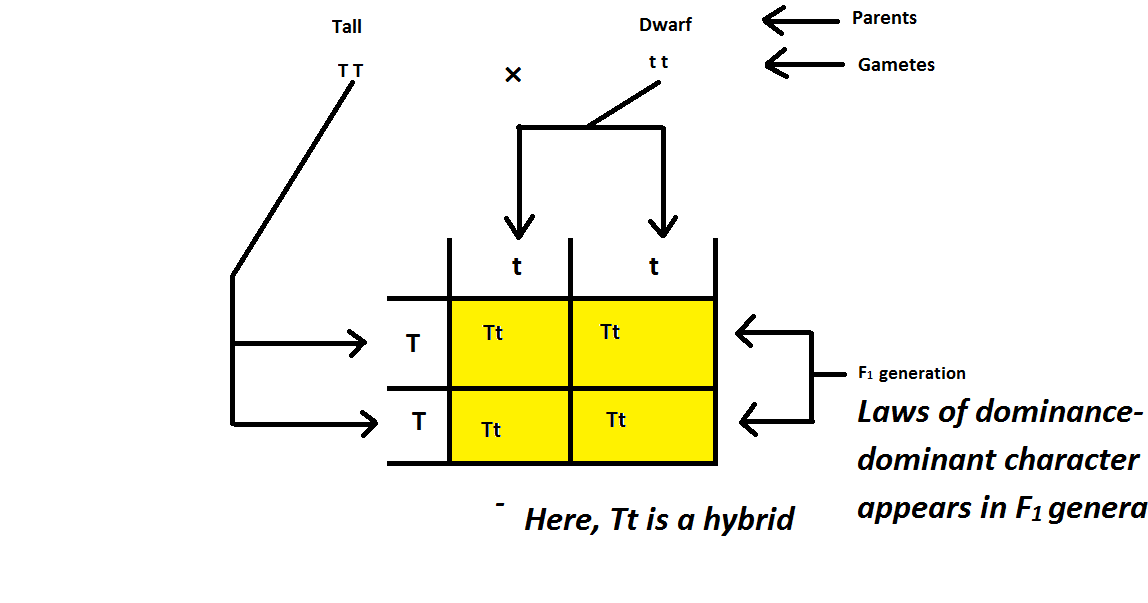 Inheritance of one gene; Monohybrid cross; Mendel's laws- Laws of ...