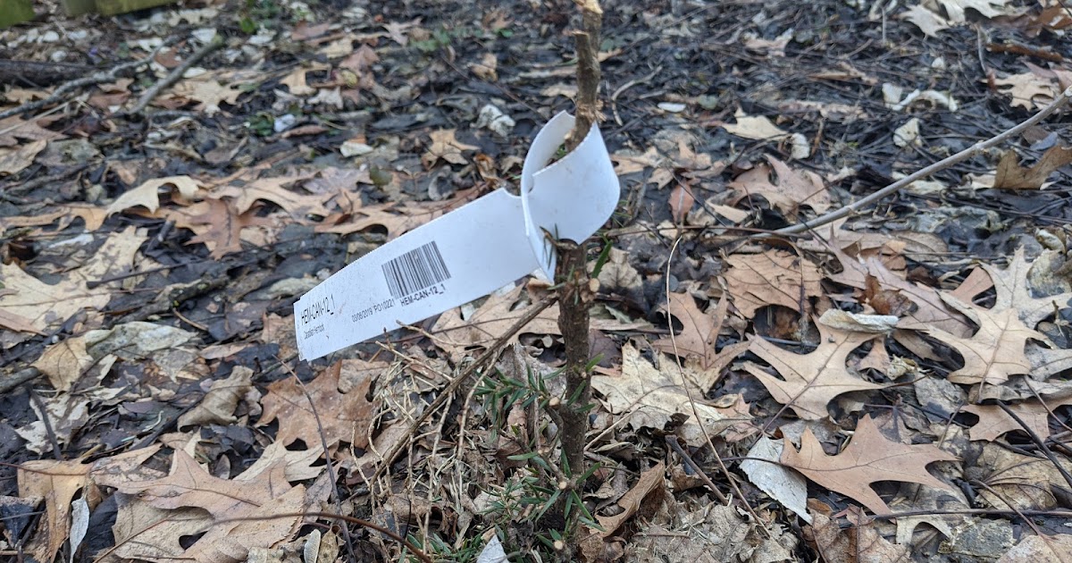 Canadian Hemlocks Update: Rabbits Destroying Young Trees
