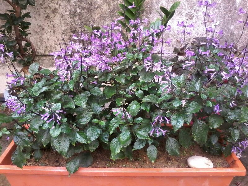 My Wonderful Timez.: Bunga Ajuga Aunt Emma :)