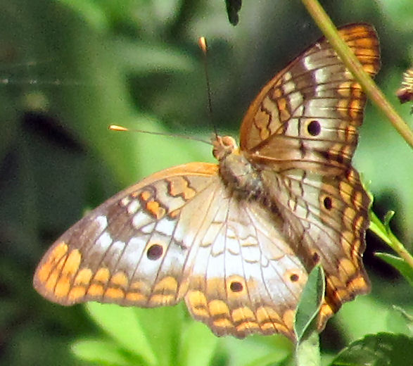 Foto Blog Puerto Rico: Fotos de Mariposas
