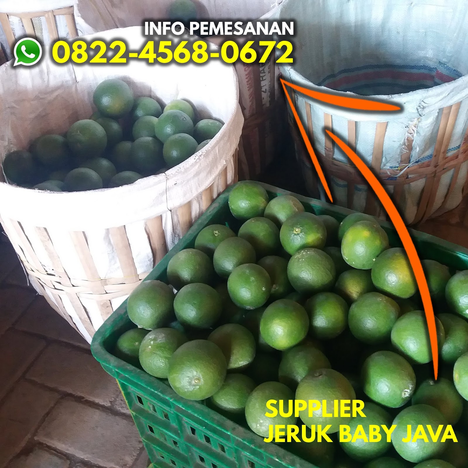 Supplier Jeruk Baby Java | 0822-4568-0672