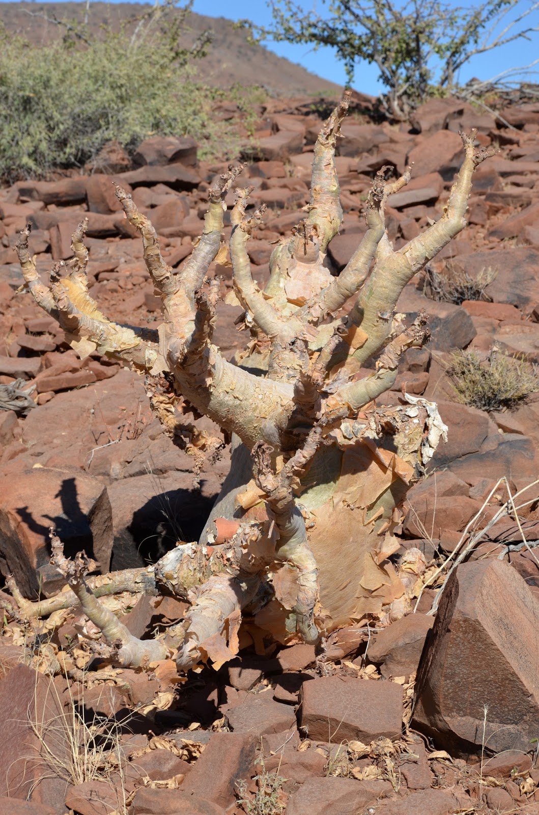 Skyview Succulents: Northern Namibian Succulents