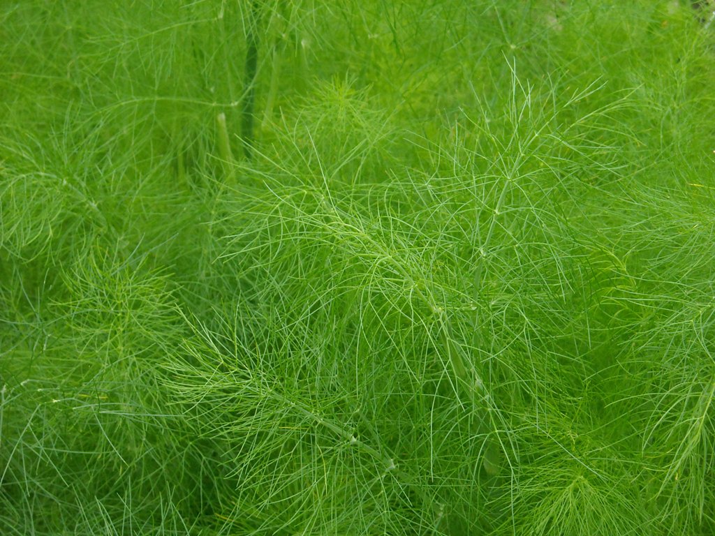 Coisas de Tássia: Com vocês o funcho!